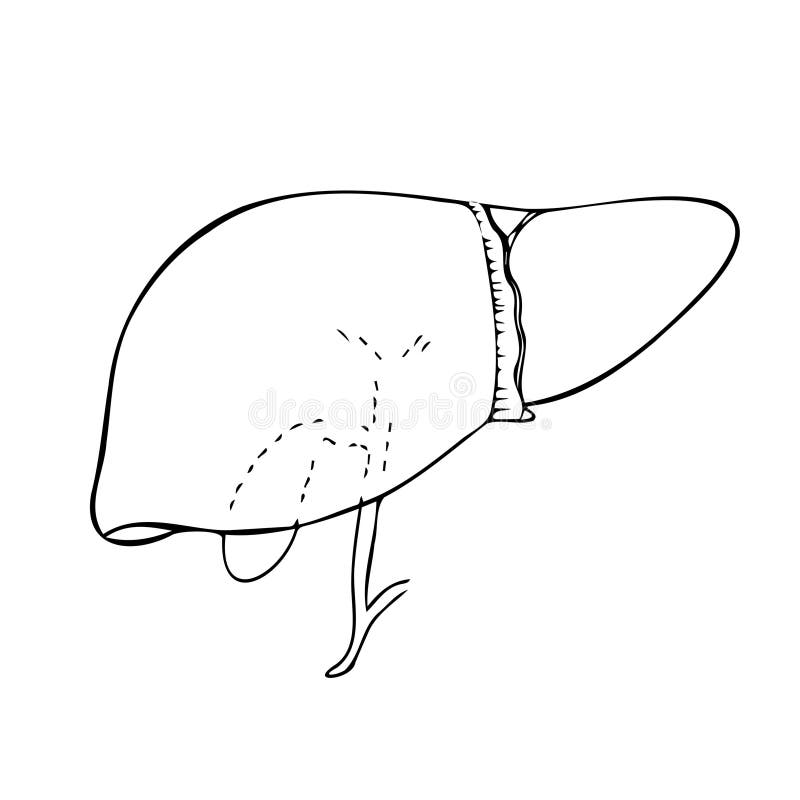 Drawing of the Liver and Gall Bladder with Simple Black Lines. Stock ...