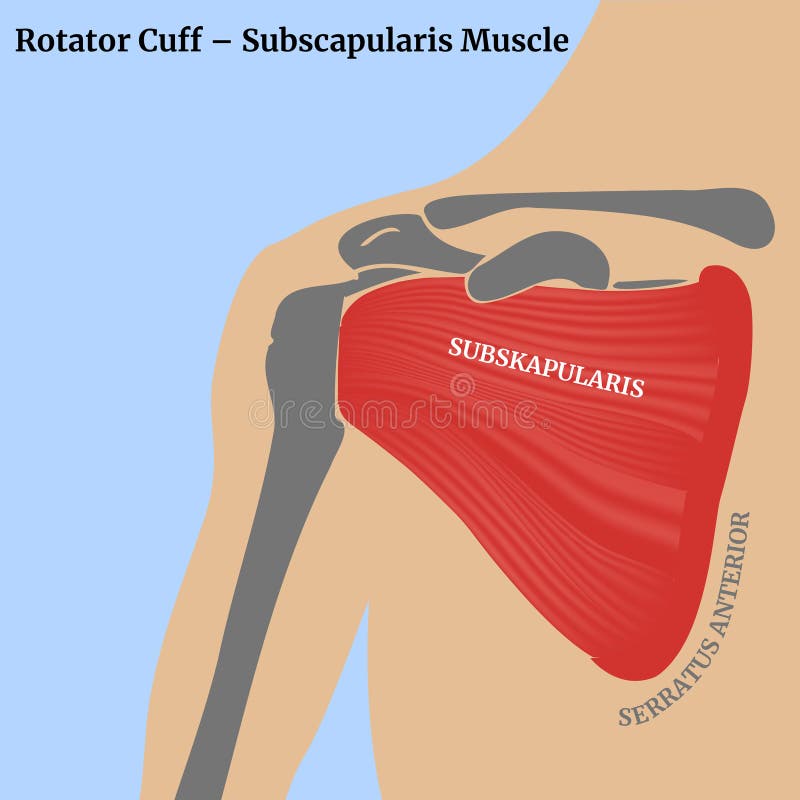 Rotator Cuff, Subscapularis Muscle. the Structure of the Muscles of the ...