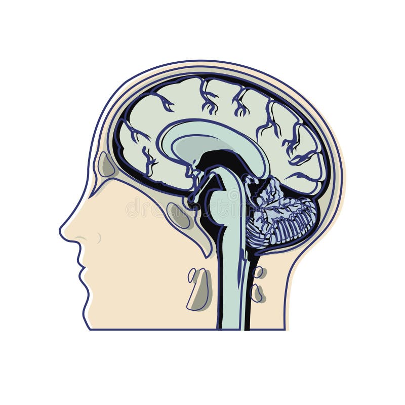 Section Head Stock Illustrations – 3,209 Section Head Stock ...