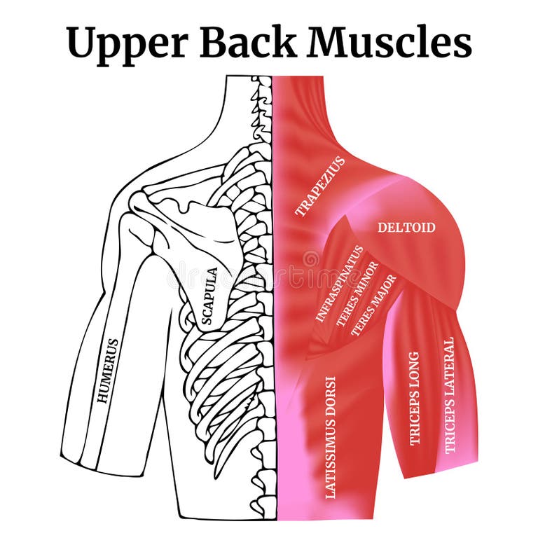 Anatomical Structure of the Human Back Muscles. Stock Vector ...