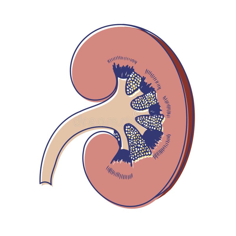 Minimalistic Cross-sectional Drawing of a Human Kidney, Sticker Stock ...