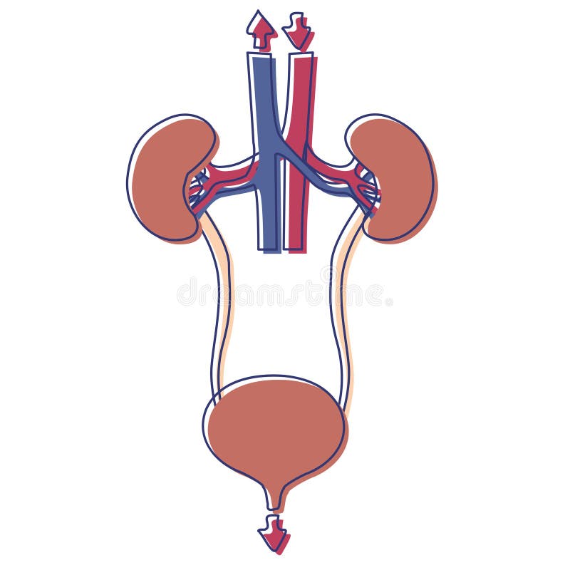 Diagram of the Human Urinary System. Stock Vector - Illustration of ...
