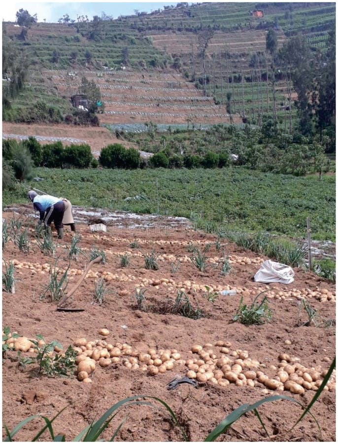 Farmers potato haversting stock photo. Image of work - 306114190