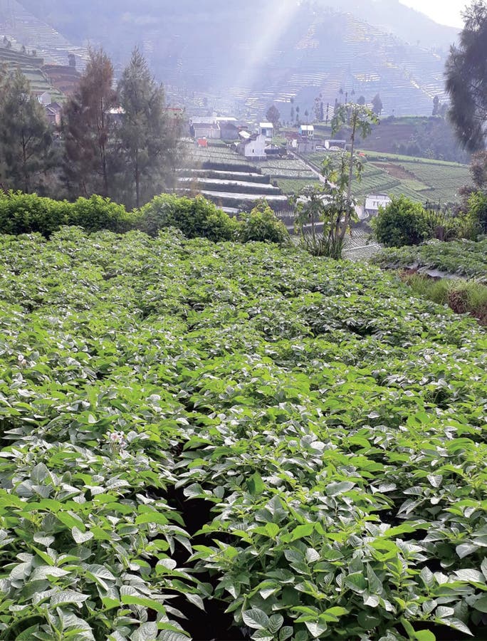 Potato Plants Start Growing Stock Photo - Image of beautiful, tree ...