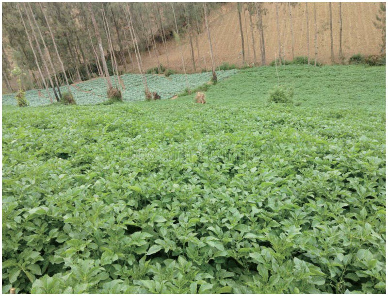 Potato Tree among Shrub Trees Stock Image - Image of earth, natural ...