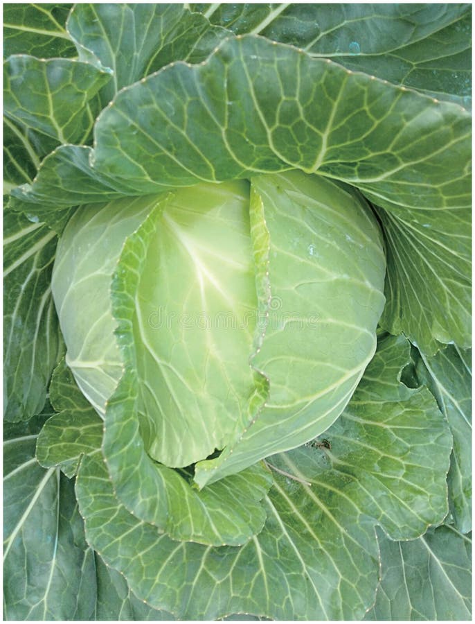 Green and Fresh Cabbage Head Stock Image - Image of cabbage, market ...