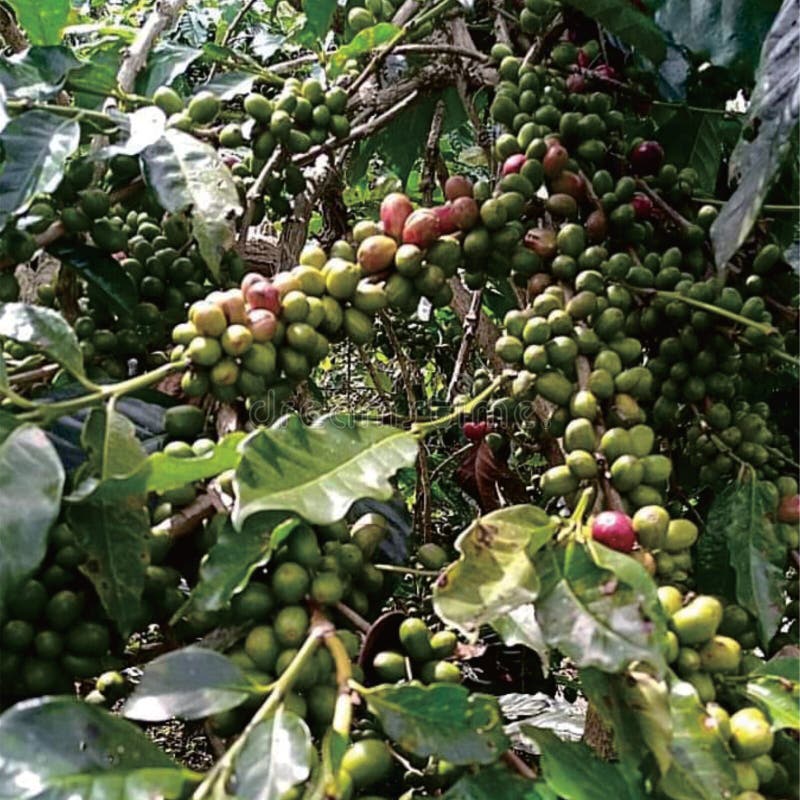 An Arabica Coffee Tree Laden with Fruit Stock Image - Image of arabica ...
