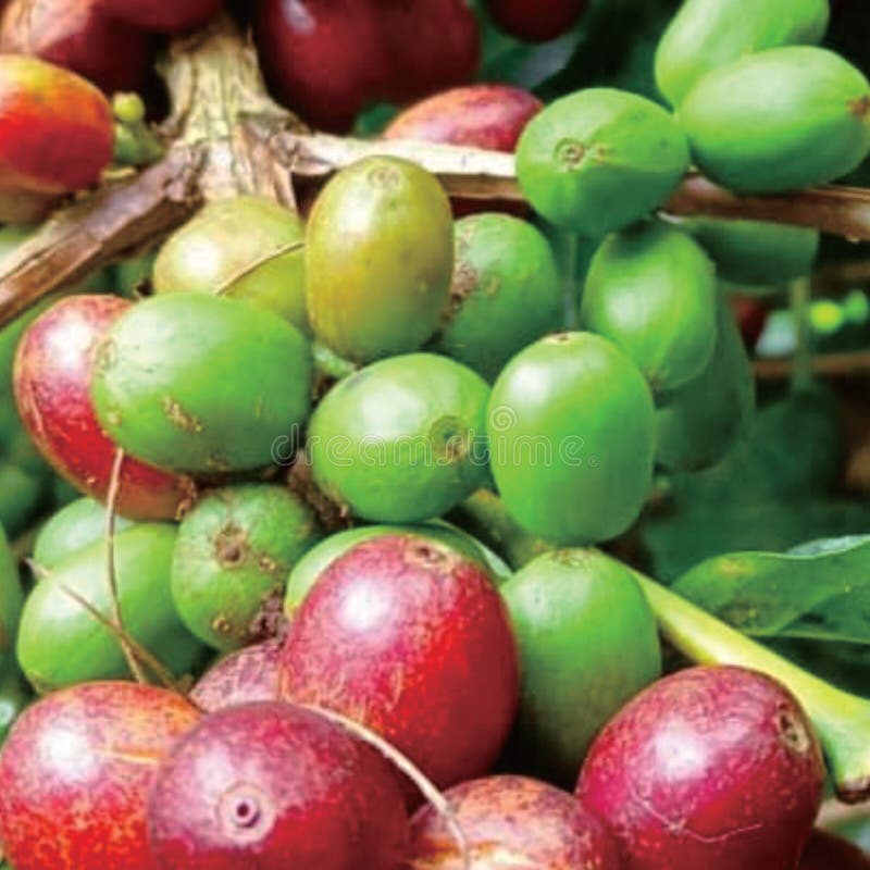 Green and Red Ripe Arabica Coffee Beans Stock Image - Image of coffee ...