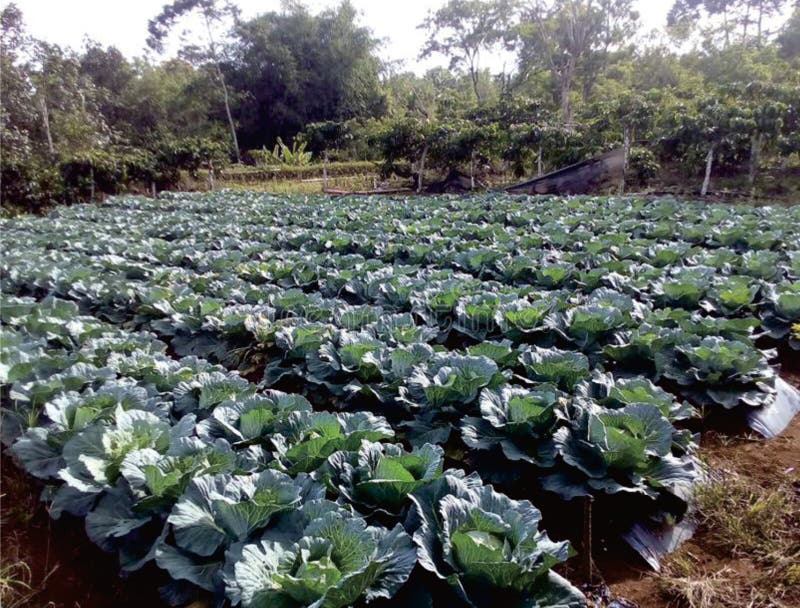 Cabbage Plants in the Highlands Stock Image - Image of trees, leaf ...