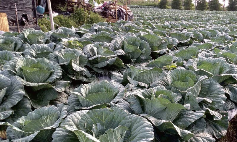 In a Week until the Cabbage Harvest Stock Photo - Image of grow, growa ...