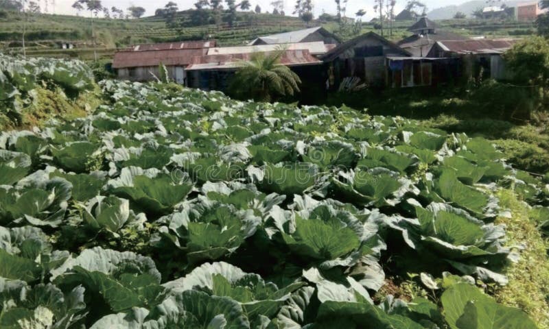 You Can Plant Cabbage Near Your House As Long As it is Well Maintained ...