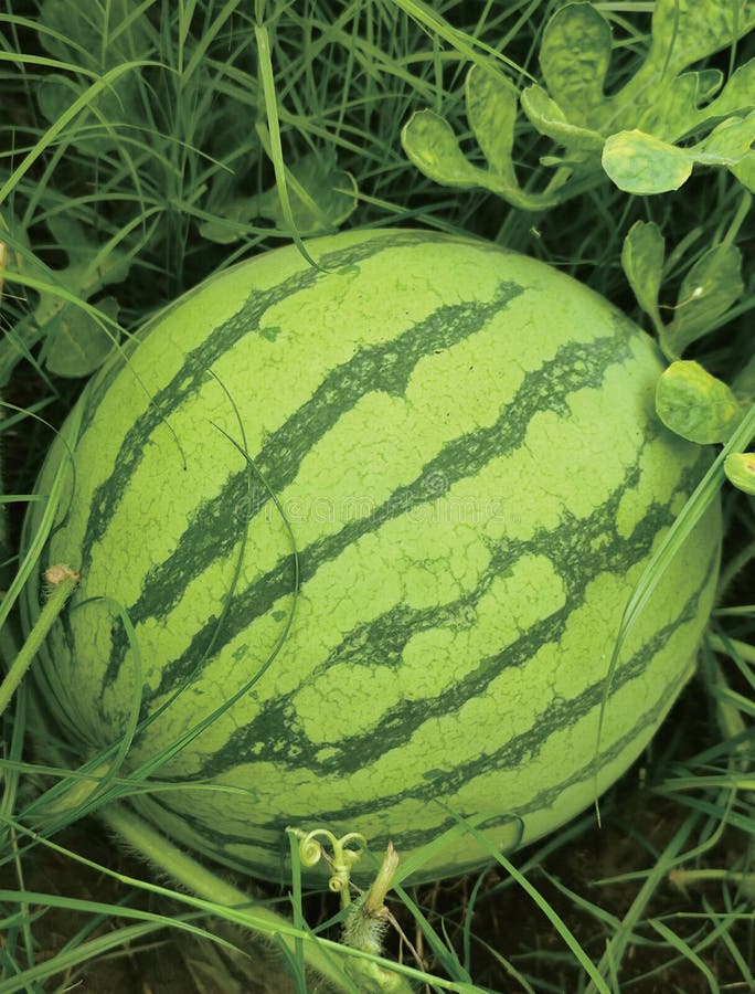 Large and Fresh Watermelons Ripening on the Tree Stock Image - Image of ...
