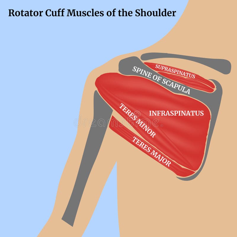 Muscles of the Scapula on the Back. Human Anatomy Stock Vector ...