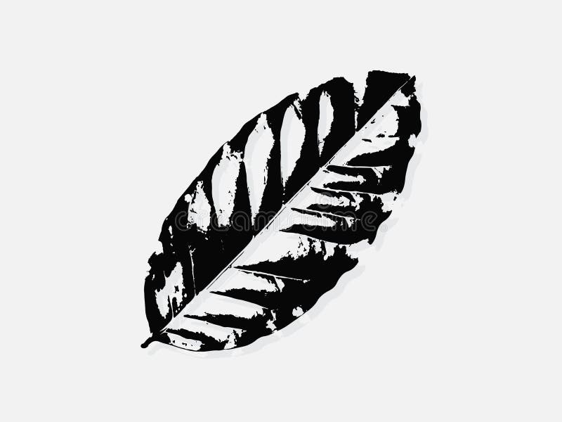 Coffee Leaf Engraving Vector Illustration. Scratch Board Style ...
