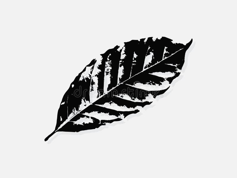 Coffee Leaf Engraving Vector Illustration. Scratch Board Style ...