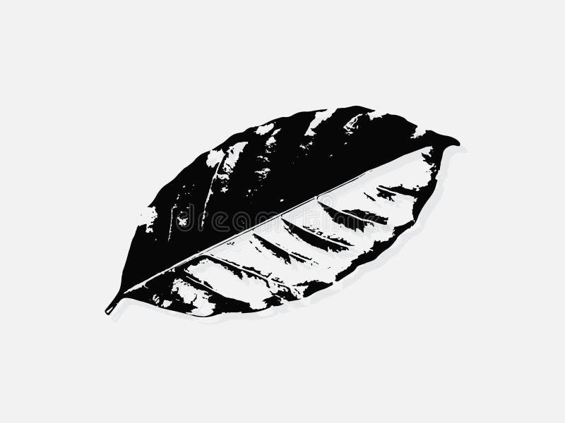Coffee Leaf Engraving Vector Illustration. Scratch Board Style ...