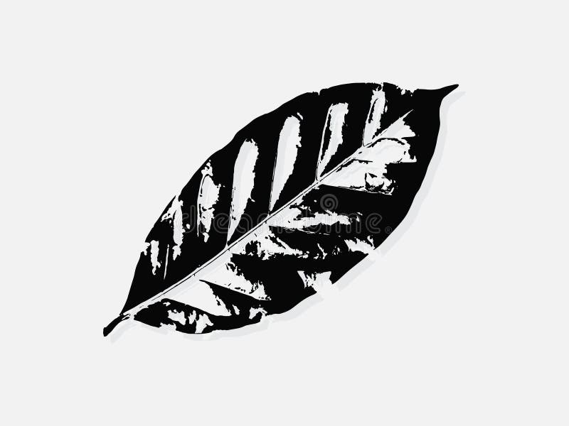 Coffee Leaf Engraving Vector Illustration. Scratch Board Style ...