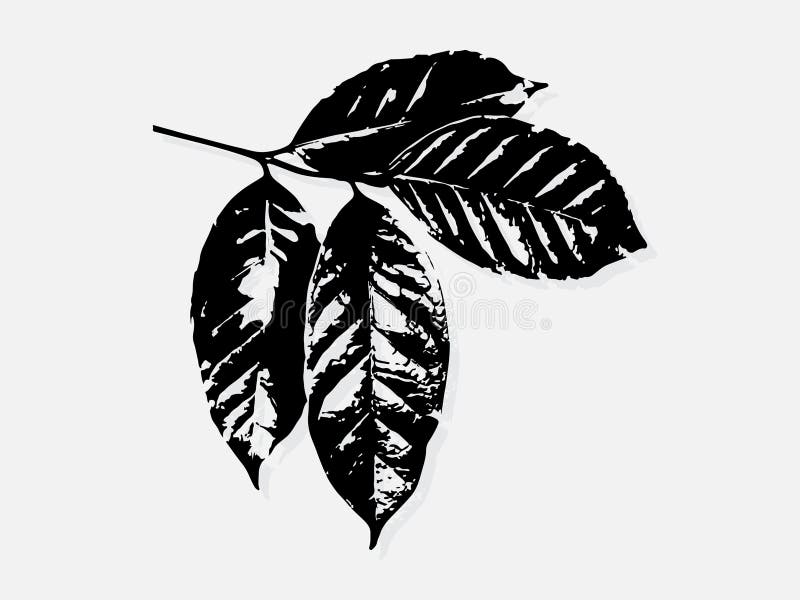 Coffee Leaf Engraving Vector Illustration. Scratch Board Style ...