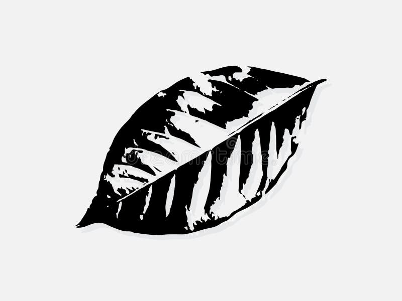 Coffee Leaf Engraving Vector Illustration. Scratch Board Style ...