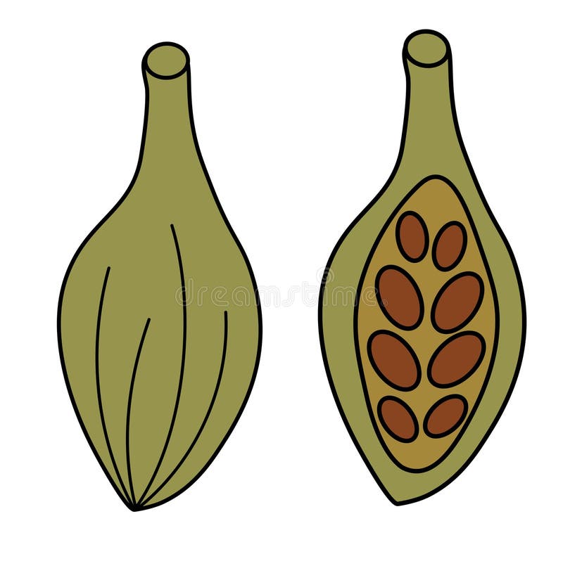 Cardamom. Whole and Half with Seeds. Spice, Condiment and Herb. Doodle ...