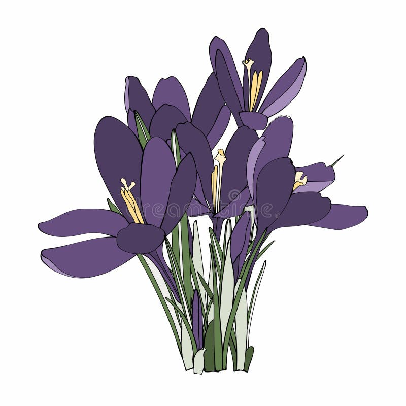 Sketch Floral Illustration. Simple Colored Drawing of Crocus Flowers in ...