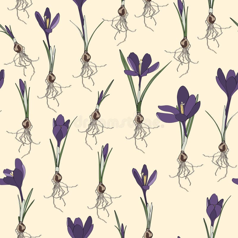 Saffron Graphic Flower, Simple Illustration Big Set. Crocus Germination ...