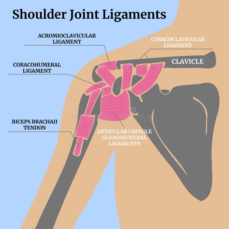 Shoulder Anatomy Diagram Vector Illustration Of Shoulder Joint