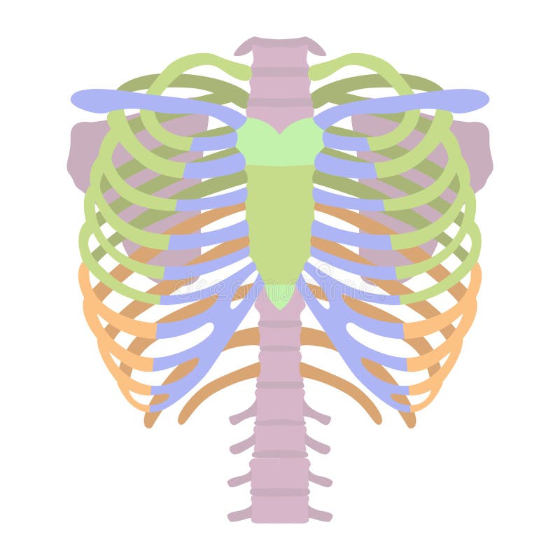 Skeleton Concept for Medical Design. Human Ribs with Sections Labeled ...