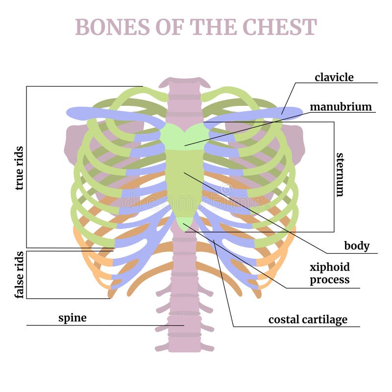 Anatomy and Infographics of the Bones of the Shoulder Girdle and Human ...