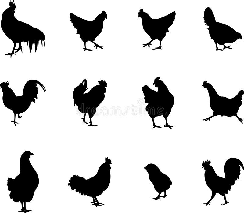 Chicken, Rooster, Farmhouse, Farm Life Vector Illustrator Files Stock ...