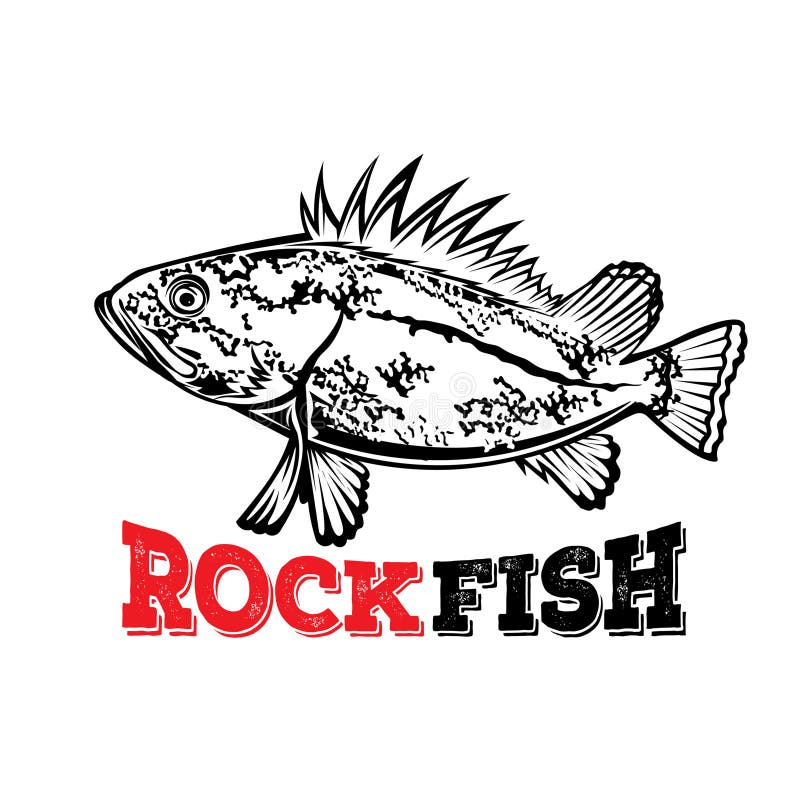 Rock Fish Vector Illustration for Fishing Club Logo Design Stock Vector - Illustration of ...