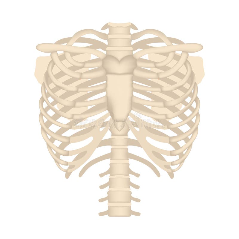 Human Ribs, Chest. Human Anatomy. Medical Poster Stock Vector ...