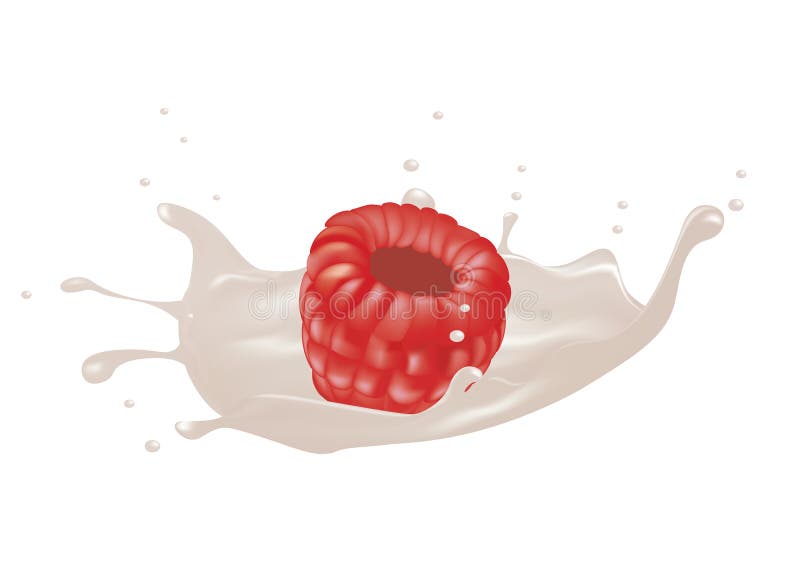 Milk splash with raspberry stock vector. Illustration of food - 310834421