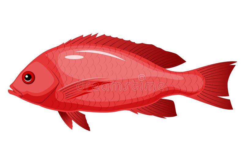 Red Snapper Isolated Illustration. Stock Illustration - Illustration of ...