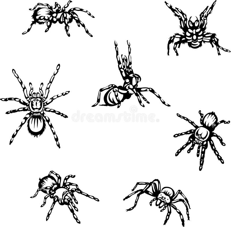 Spider, Tarantula, Insect, Danger, Bite, Black, Vector, Graphics ...