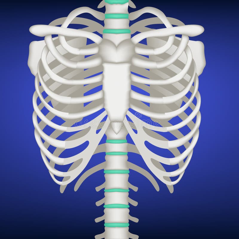 Realistic 3D Illustration of Human Ribs, Chest on a Blue Background ...