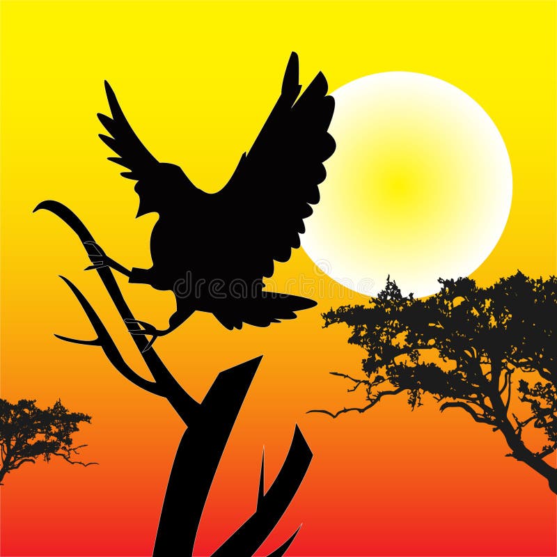 Bird Silhouette with Sunset, Sunset Background, Beautiful Afternoon ...