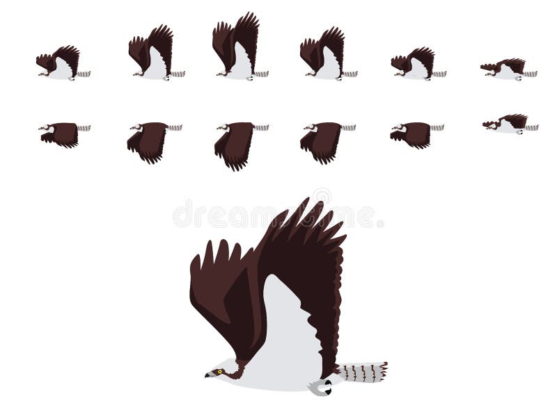 Osprey Flying Animal Animation Sequence Cartoon Vector Stock Vector ...