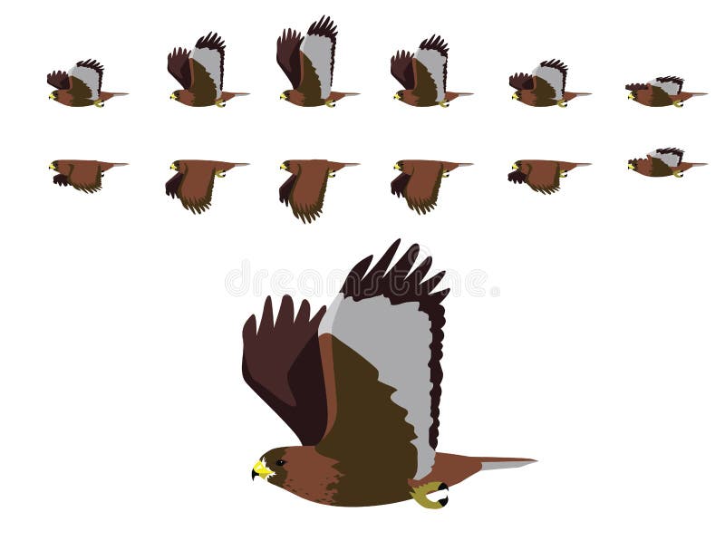 Red-Tailed Hawk Flying Animal Animation Sequence Cartoon Vector Stock ...
