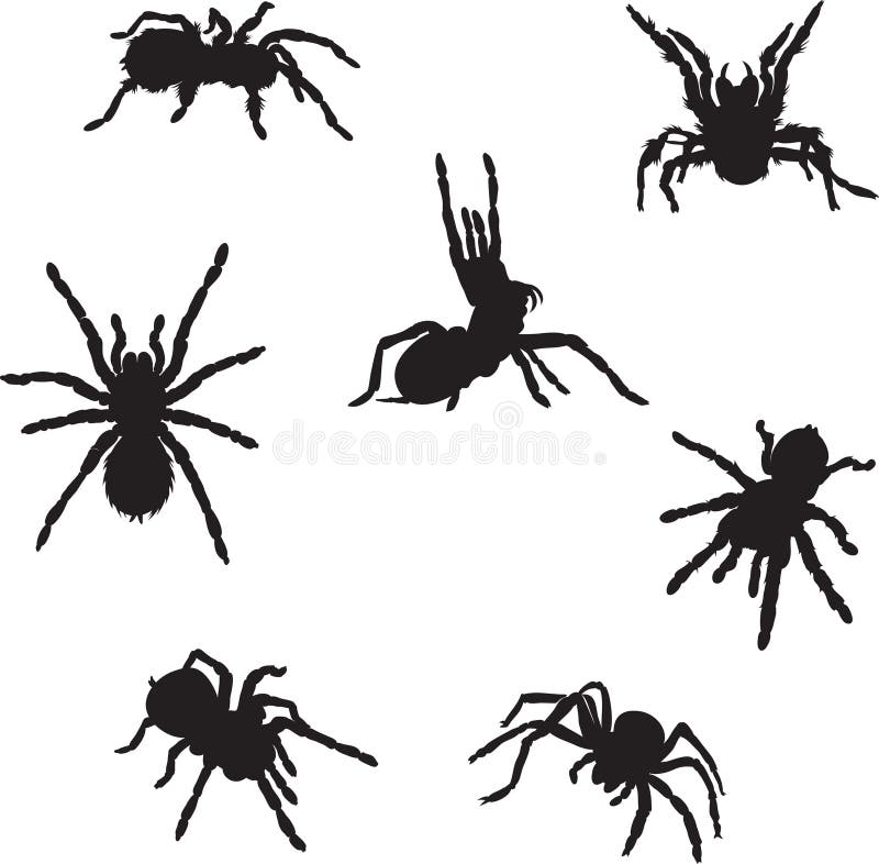 Pspider, Tarantula, Insect, Various Poses, Movements and ...
