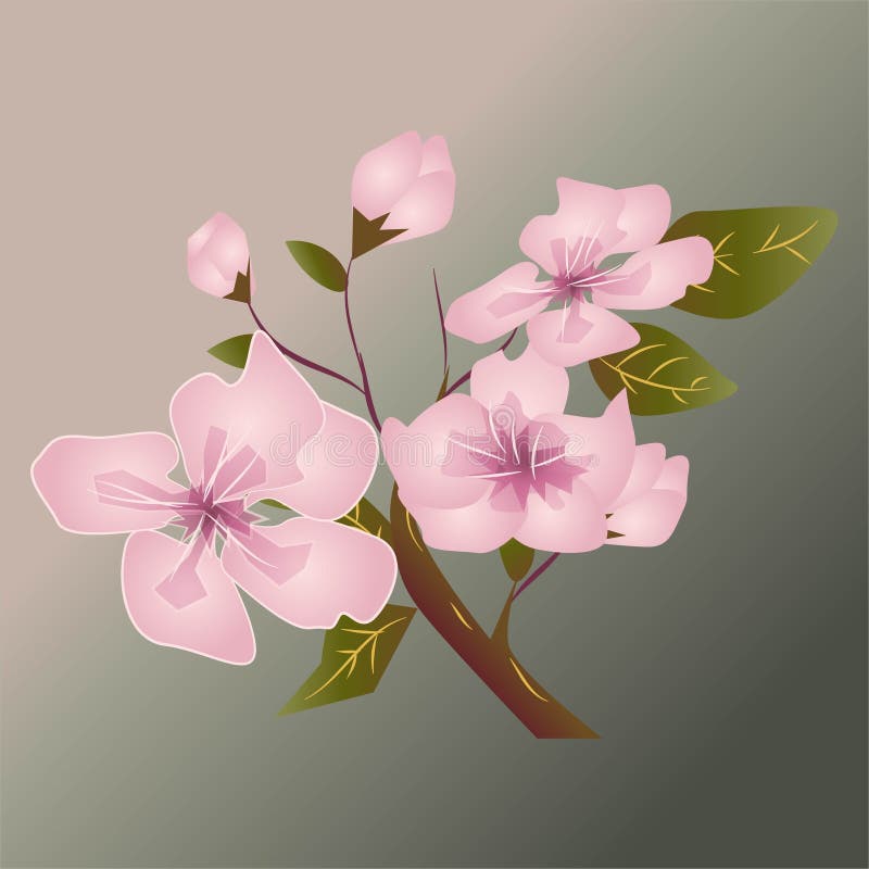 Pink Cherry Blossom Flower Illustration and Background Stock Vector ...