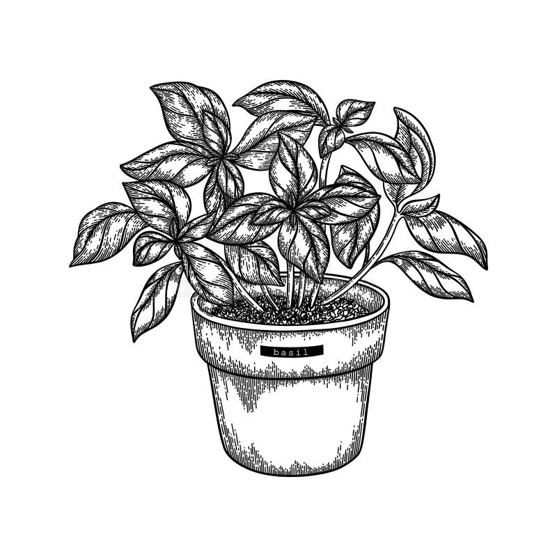 Basil in Clay Pot Vector Hand Drawn Illustration in Realistic Sketched ...