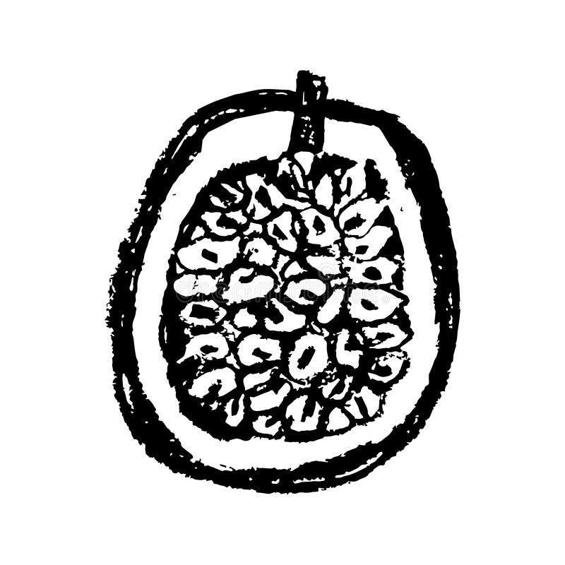 Passion Fruit Vector Drawing in Hand Drawn Style with Rough Charcoal ...