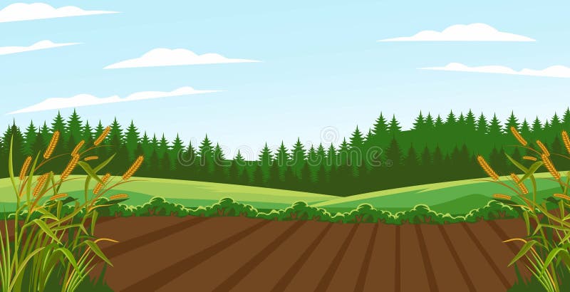 View of Empty Agricultural Fields, Wheat Leaves Creeping Around the ...