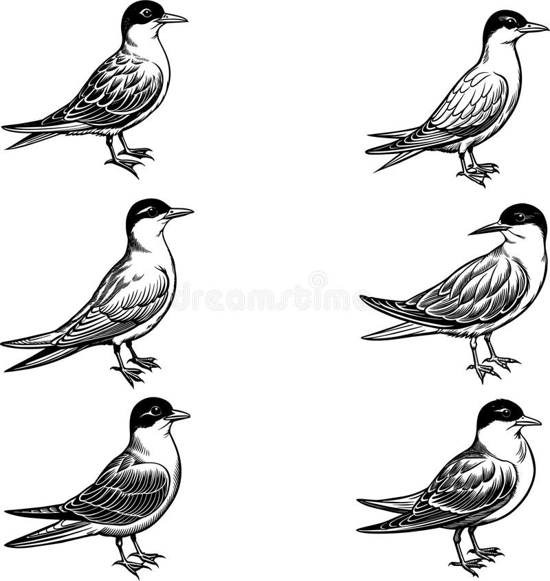 Arctic Tern Stands Alone Vector Logo Icon Stock Vector - Illustration of shapes, recognizable ...