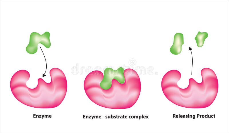 Labeled Enzyme-substrate Model Stock Vector - Illustration of lactase ...