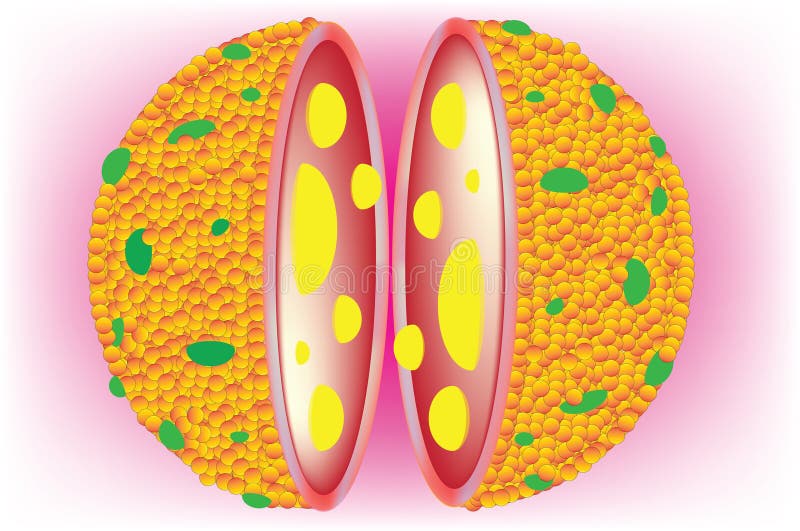 3D Lysosome stock vector. Illustration of treatment - 320892187