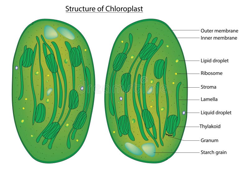 Detailed Chloroplast Diagram Stock Vector - Illustration of ...
