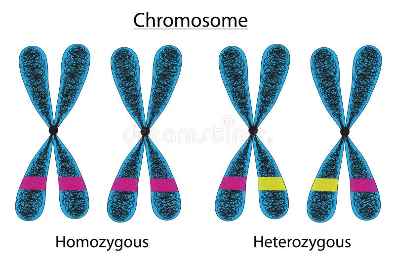 Homozygous vs heterozygous stock vector. Illustration of difference ...