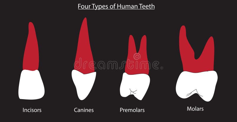 Four types of human teeth stock vector. Illustration of bone - 320950205